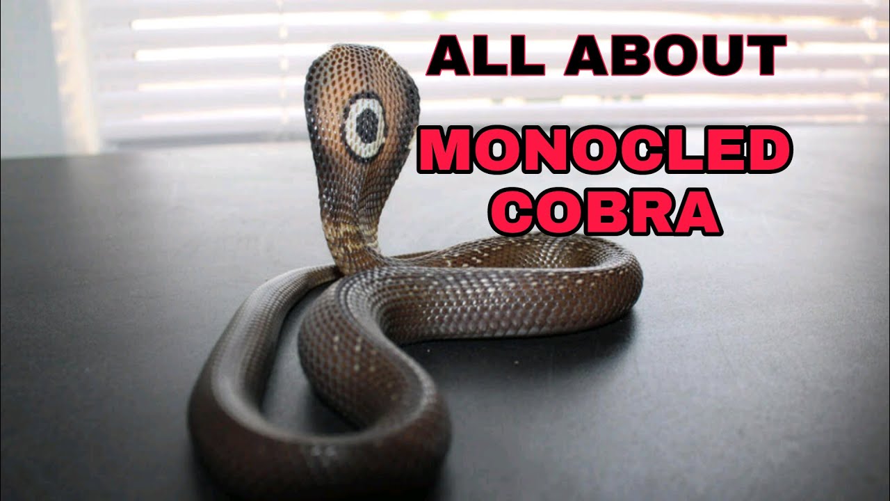 Monocled cobra|Indian spitting cobra| venemous cobra - YouTube