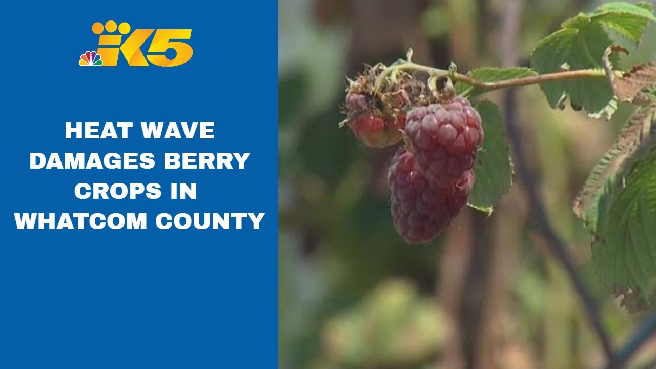 Berry farmers in Whatcom County hit hard by heat wave - YouTube