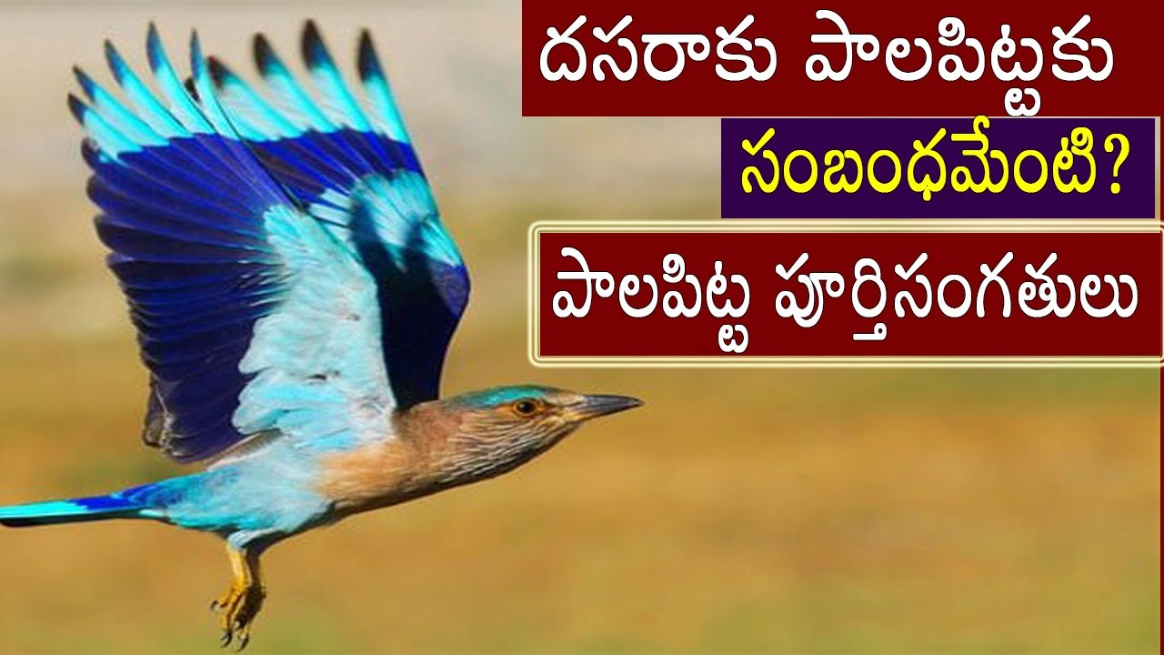 దసరాకి పాలపిట్టకు సంబంధమేంటి?/facts about indian roller bird/about ...