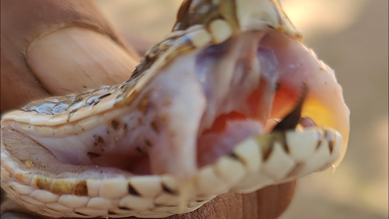 #venomoussnake Russell viper snake#karnataka #snek - YouTube