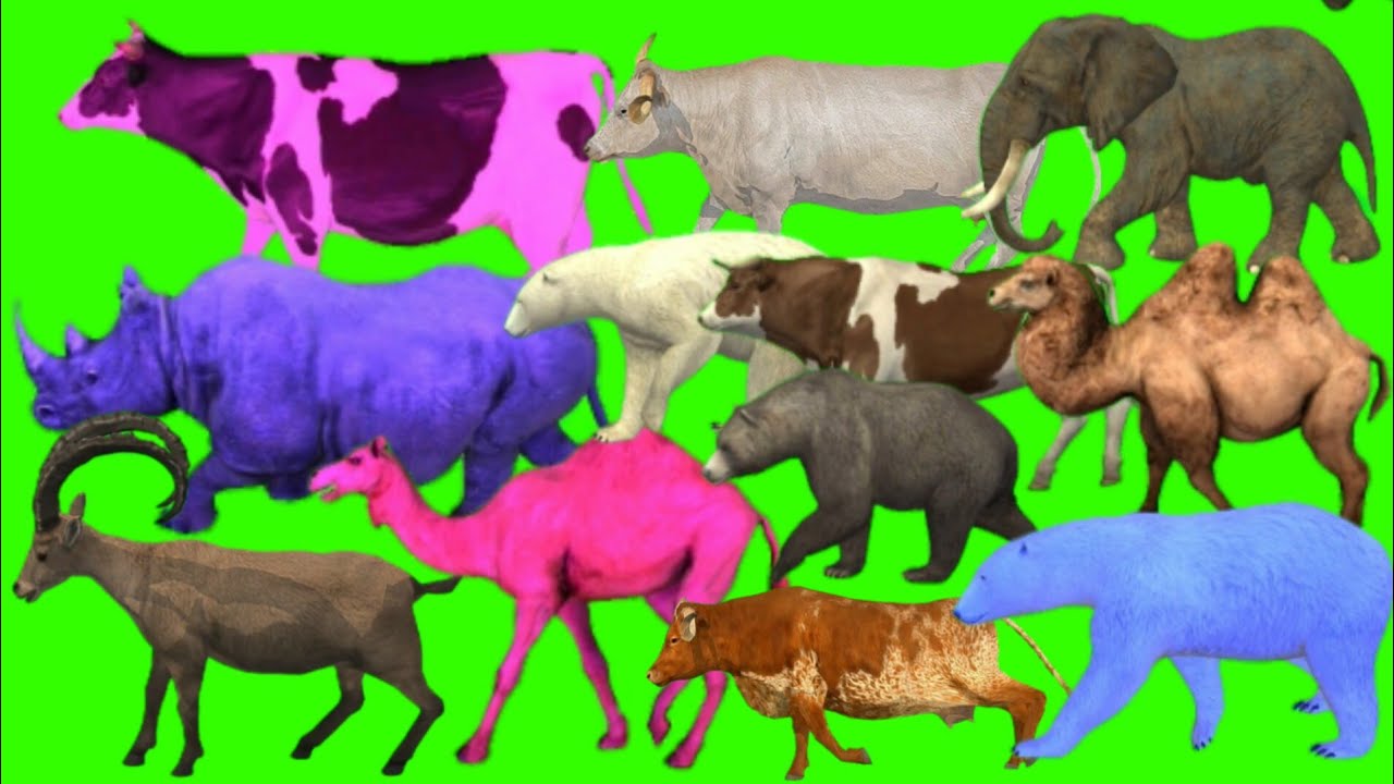 Zoo animals green screen | Green screen animals video | Stampede green ...