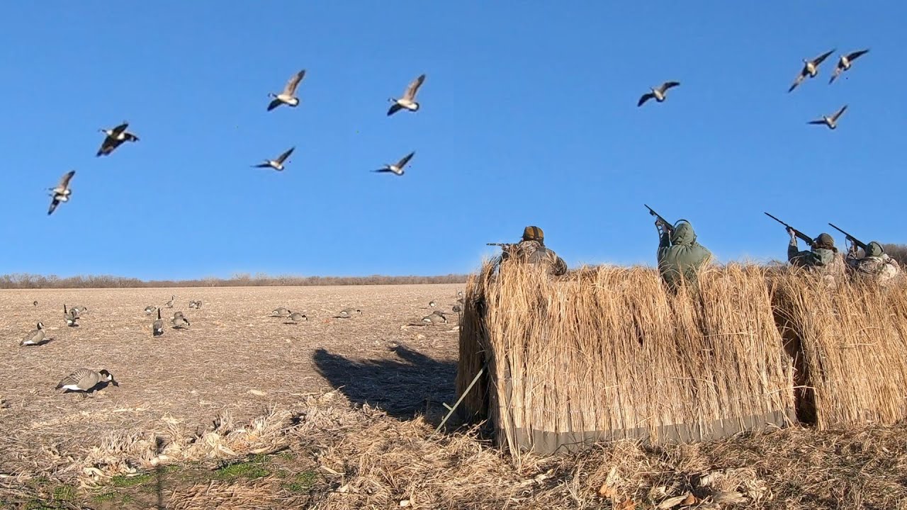 NONE GOT AWAY! | Dry Field Goose Hunt - YouTube