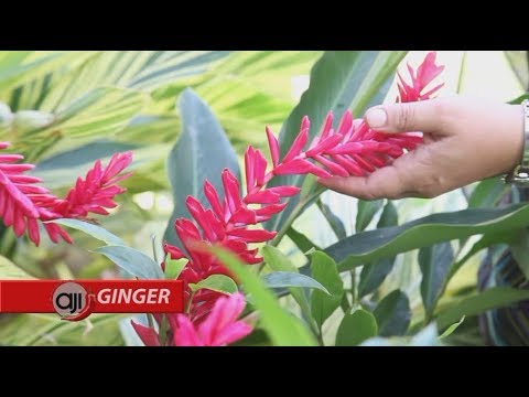 En el huerto: Planta Ginger - YouTube