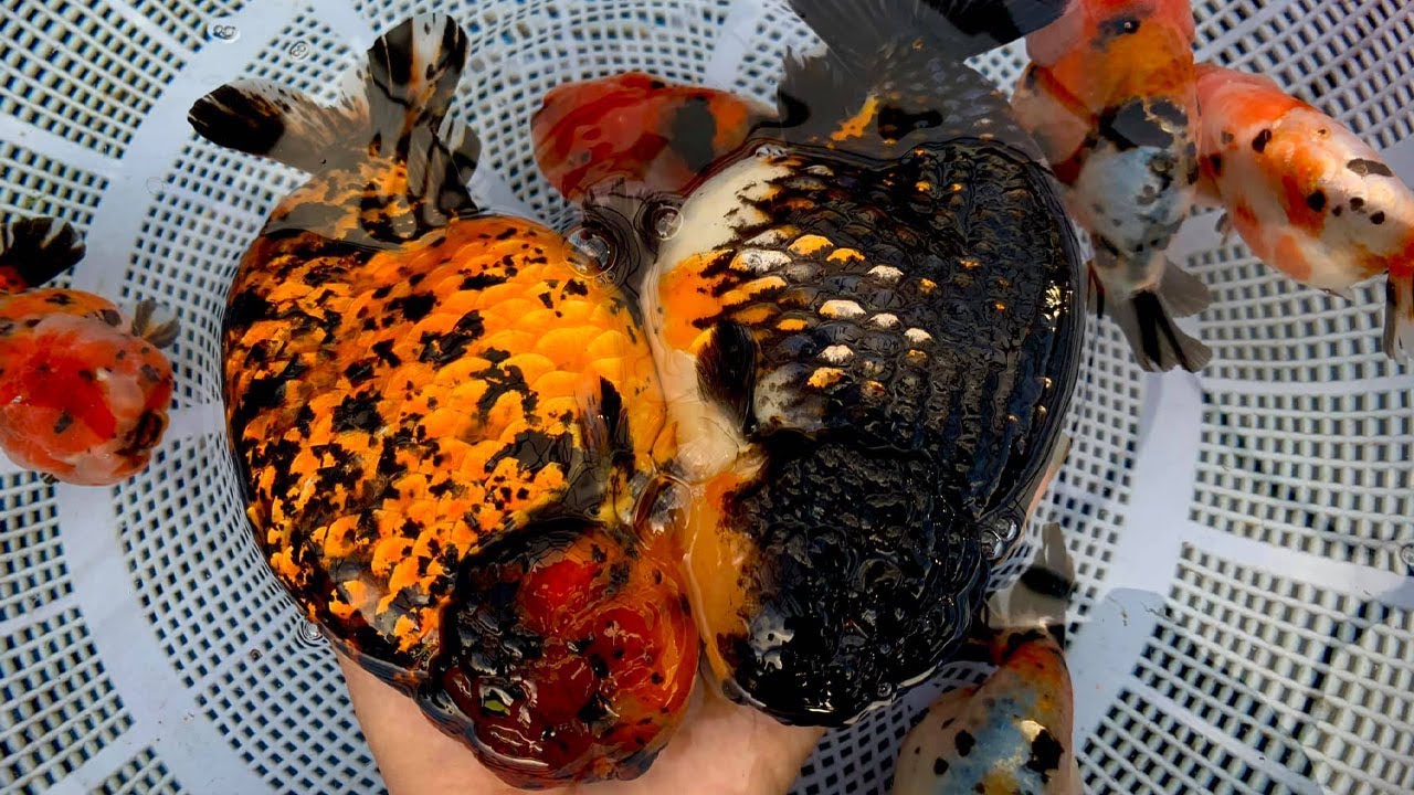 From china goldfish | High quality goldfish - YouTube