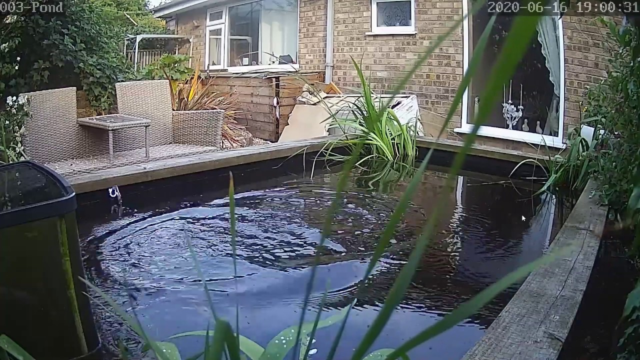 Fish Jumps out of pond - YouTube