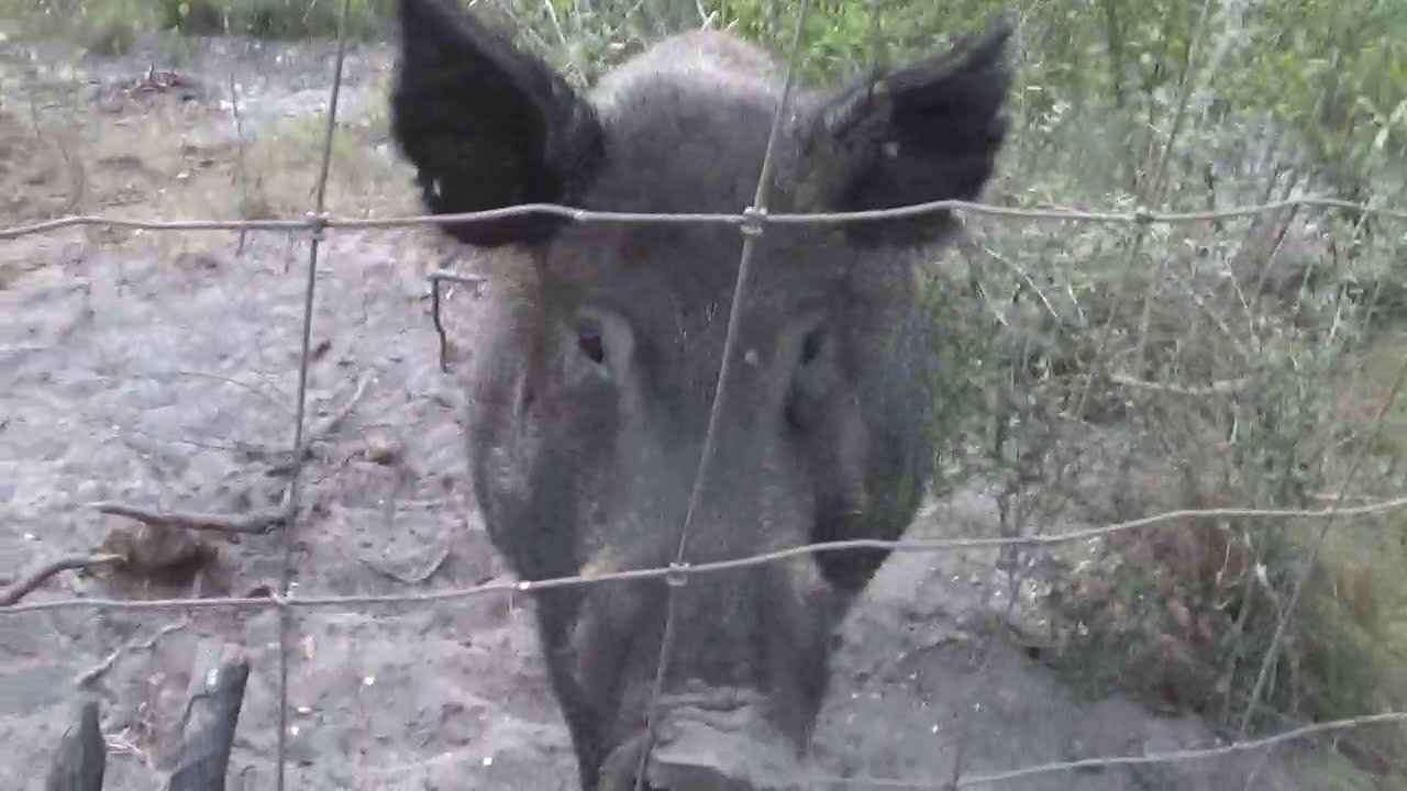 Wild hogs are crazy and unpredictable animals - YouTube
