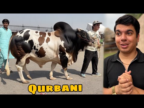 Qurbani Ka Dosra Janwar Ly Lea 😍 