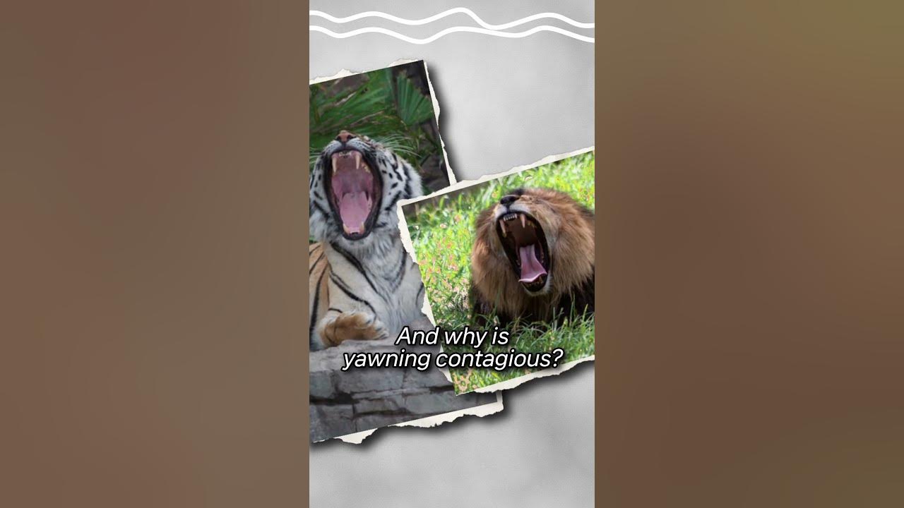 why is yawning contagious? - YouTube