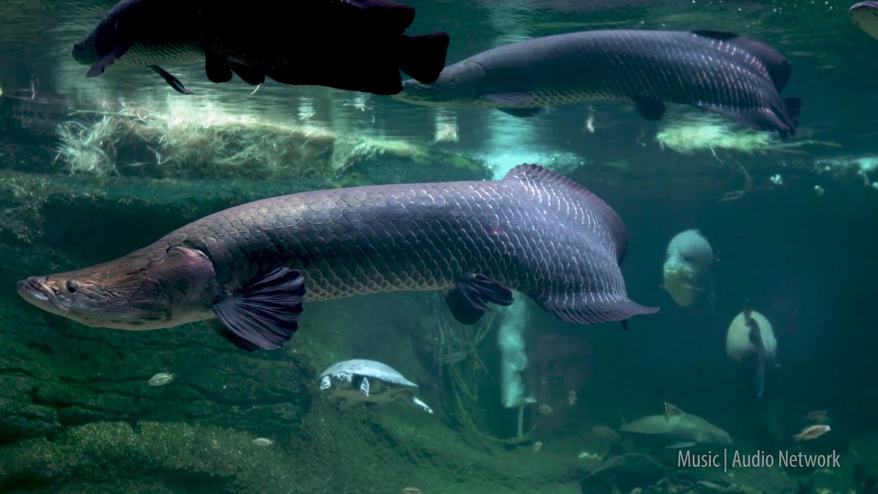 Smithsonian's National Zoo's Amazonia exhibit - YouTube