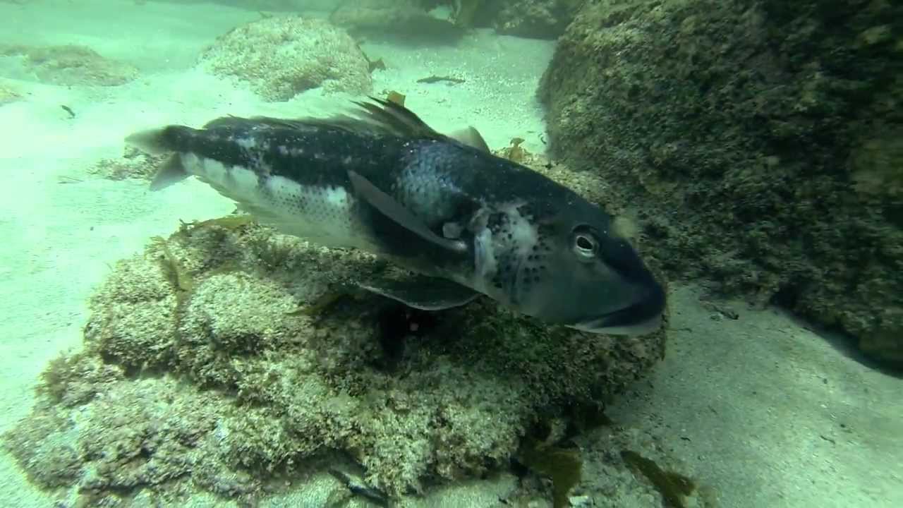 BIG SNAPPER at Goat Island marine reserve! - YouTube