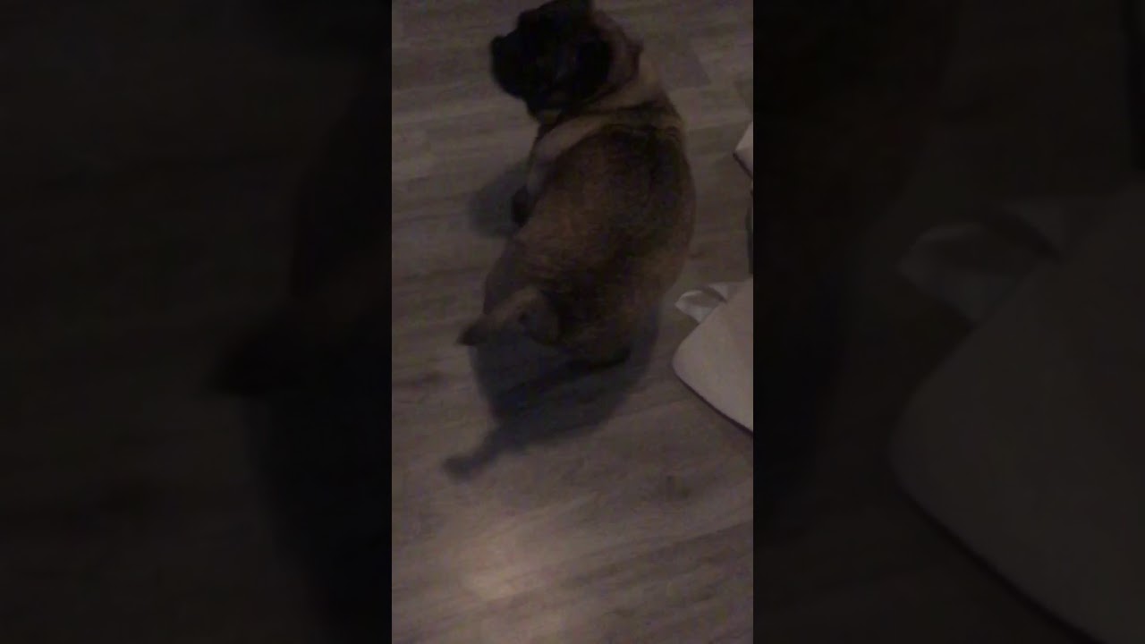 Fat pug DANCE ( hello internet) - YouTube