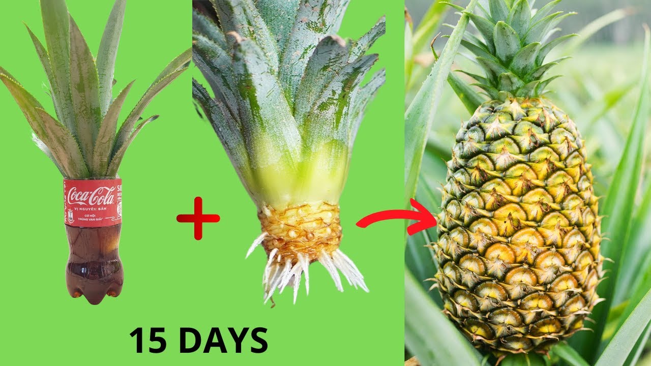 SUPER NEW TECHNIQUE for propagating pineapple trees with coca cola ...