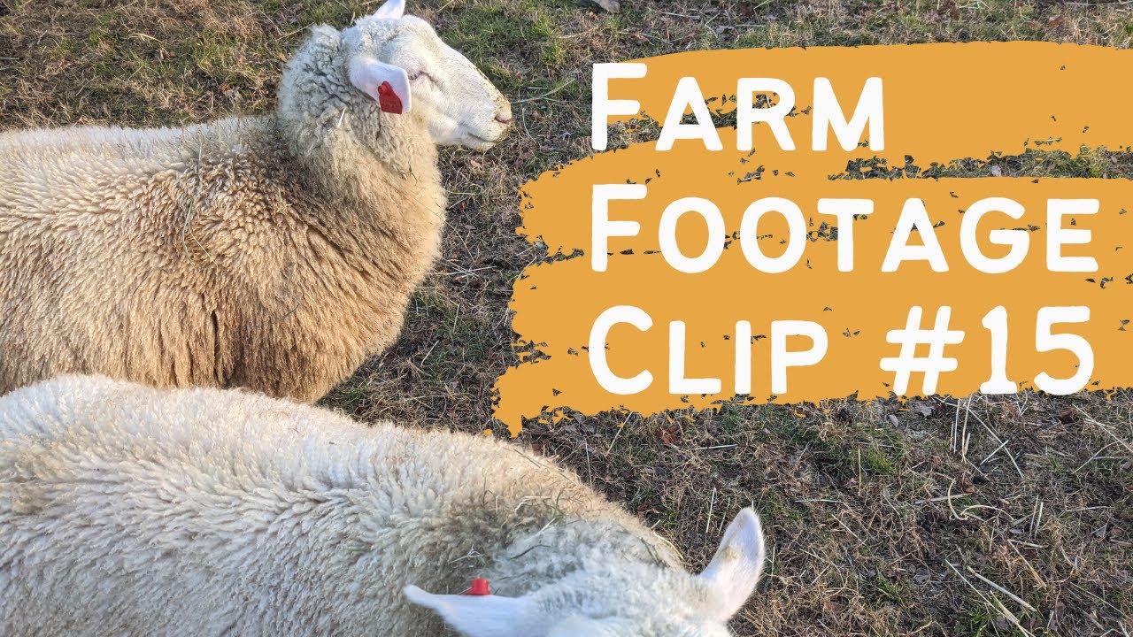 Farm Footage - Clip #15 - Quiet Sheep and Greedy Chickens - YouTube