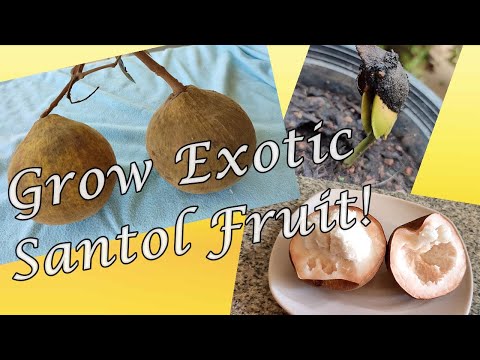 How To Plant Santol Seeds