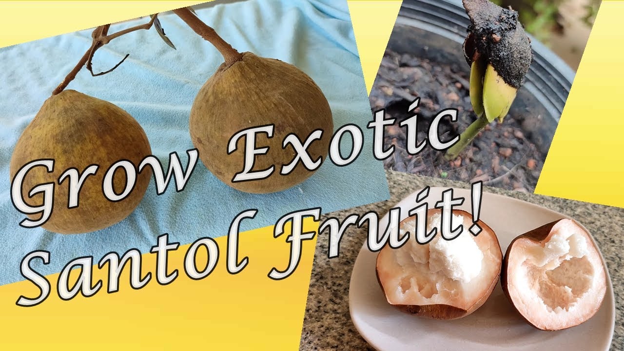 Grow the Tropical Santol Fruit from Seed! It's EASY! - YouTube