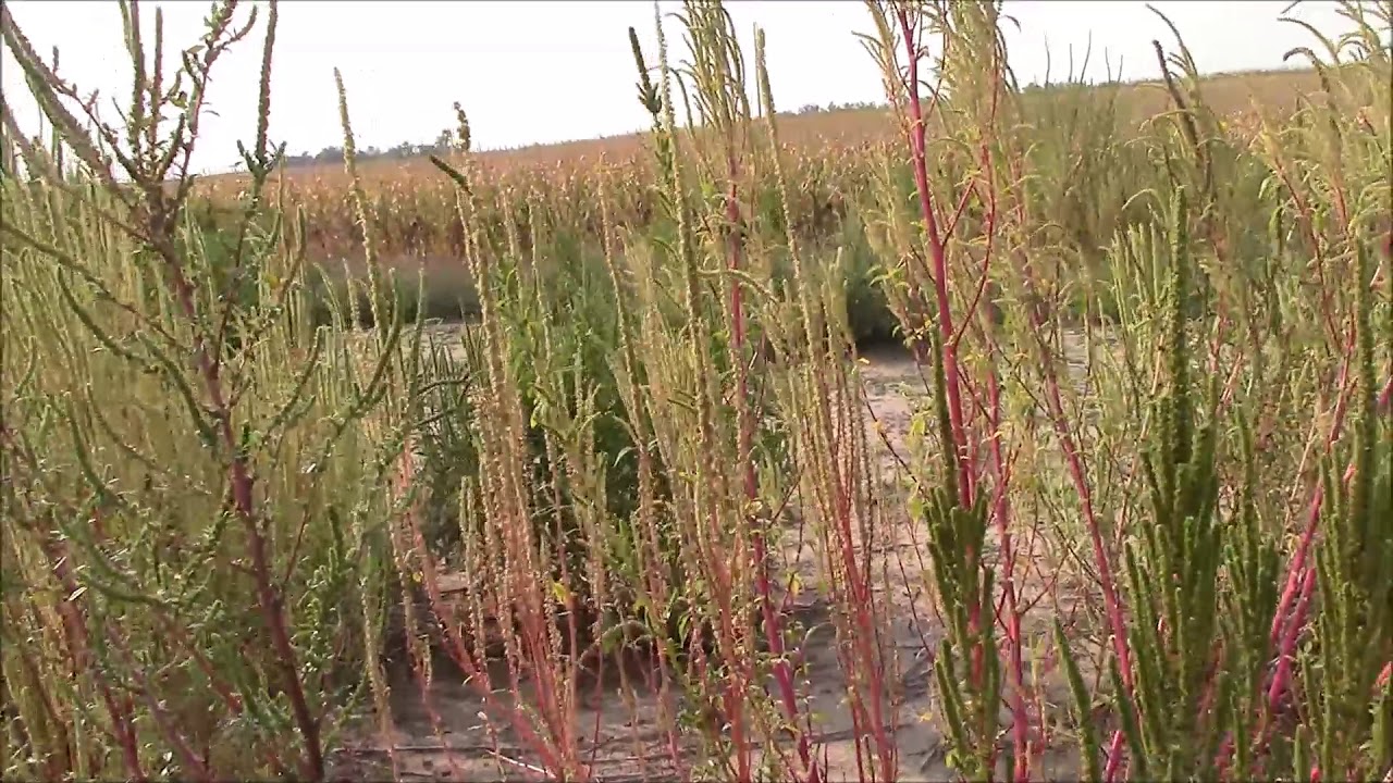 My Dove Setup Out In The Field - YouTube