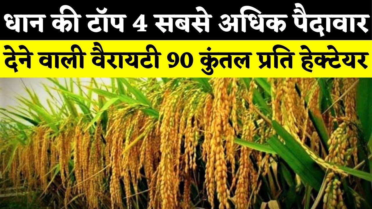 धान की टॉप 4 सबसे अधिक पैदावार देने वाली वैरायटी 90 कुंतल | Dhan ki best variety 2024 |Dhan ki ...