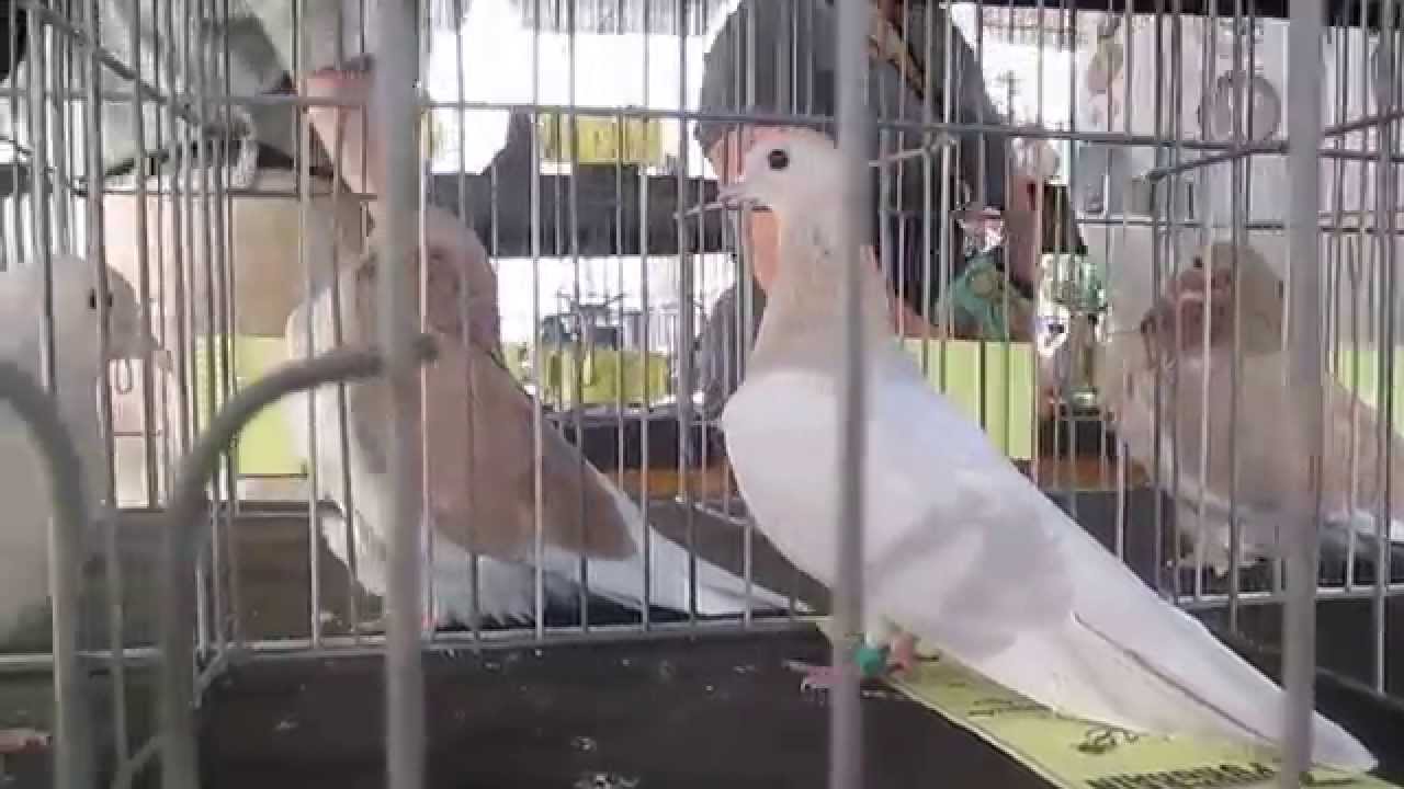 Arabian trumpeter pigeon - YouTube