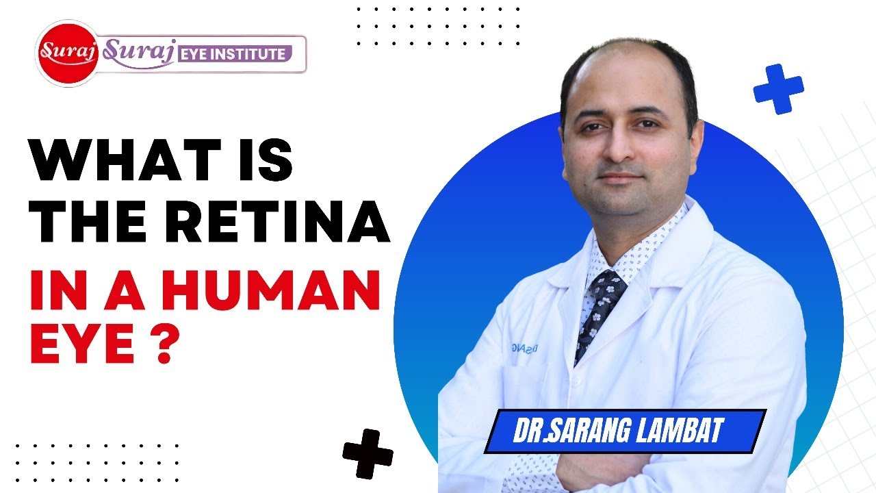 What is the Retina in the Human Eye? | Structure, Function & Importance ...