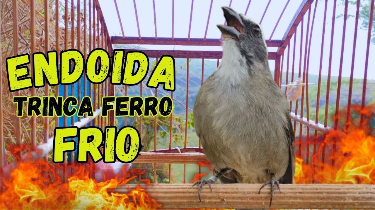 Esse Trinca Ferro Cantando vai ABRIR o CANTO do seu TRINCA FERRO ...