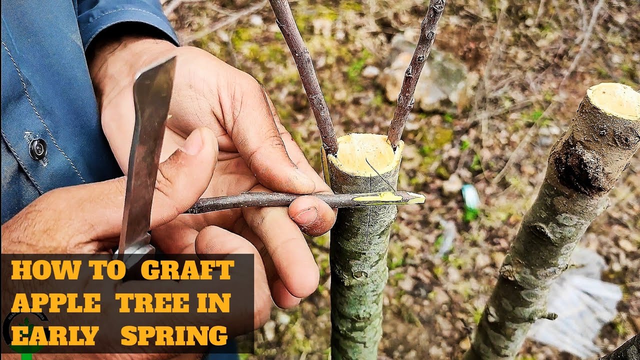 Best method of Grafting apple tree in spring | Apple Grafting - YouTube