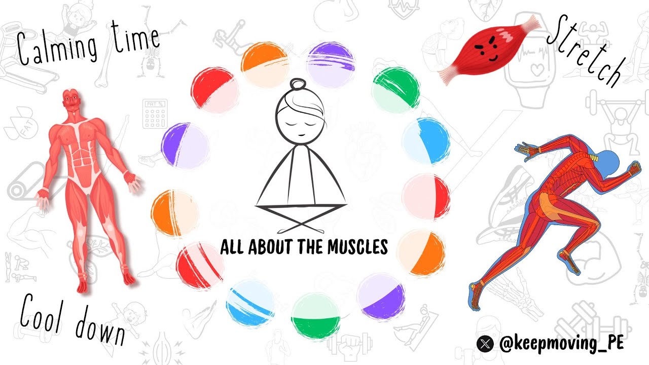 All about our Muscles! Cool Down/Stretch/Calming Time - YouTube