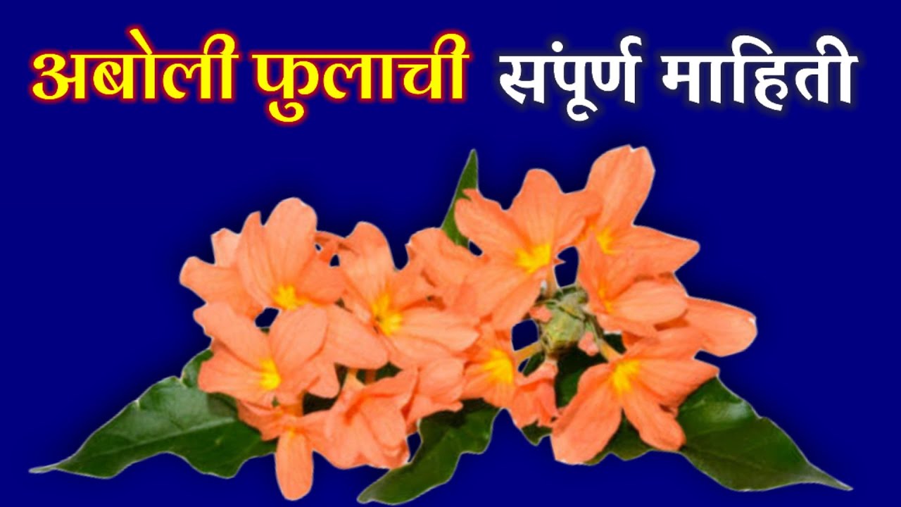 अबोली फुलांची माहिती | aboli fulachi mahiti in marathi - YouTube