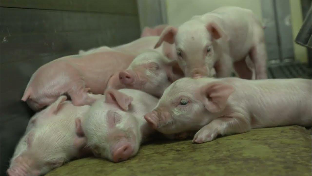 Comment utiliser Tonisity Px - Maximisez les bénéfices de votre élevage de porcs - YouTube