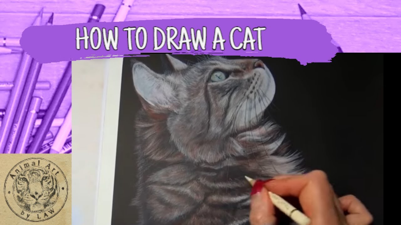 How to draw a cat using Panpastels & Colored Pencils - YouTube