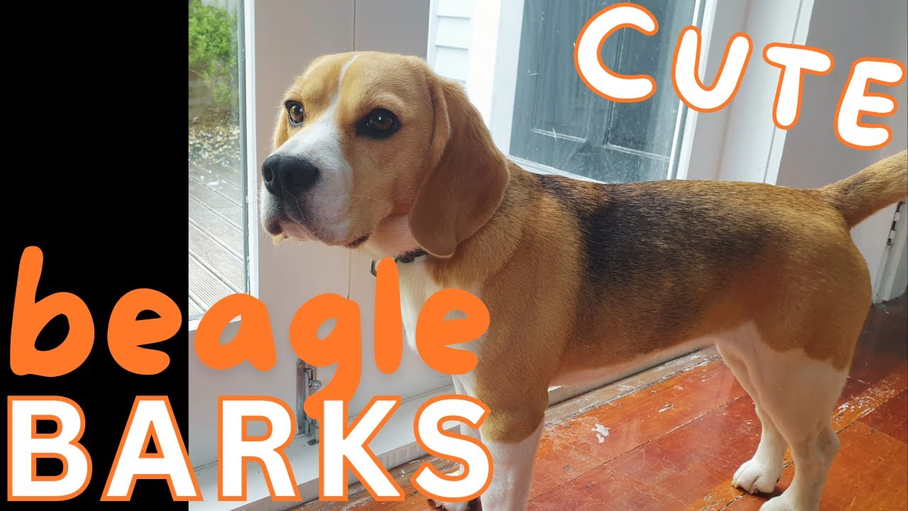 Cute Beagle BARKS - Birds in the garden.... - YouTube