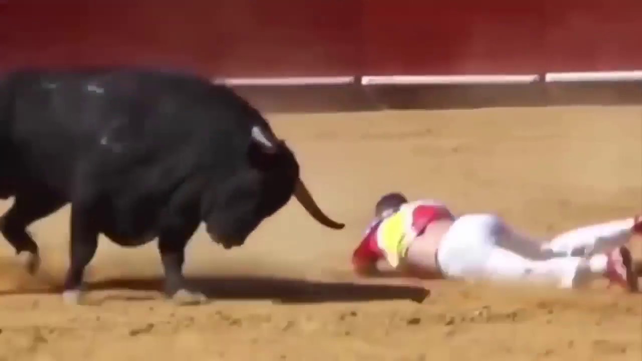 best funny videos of 2017@@@// ^^^^bull fighting festival of 2017 ...