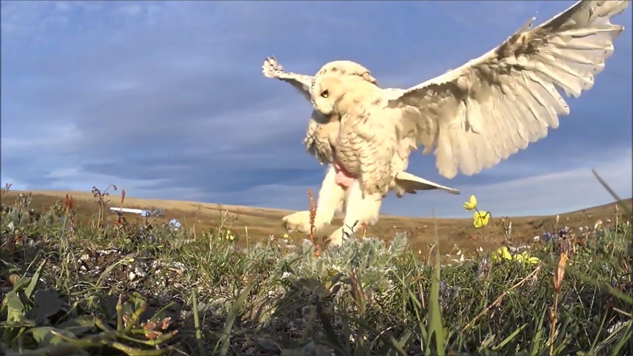 Dogfight between Snowy Owl and Snow Goose - YouTube