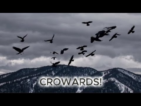 CROWARDS! - YouTube