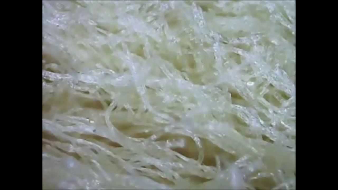 Cigarette Filter Under a Microscope - YouTube