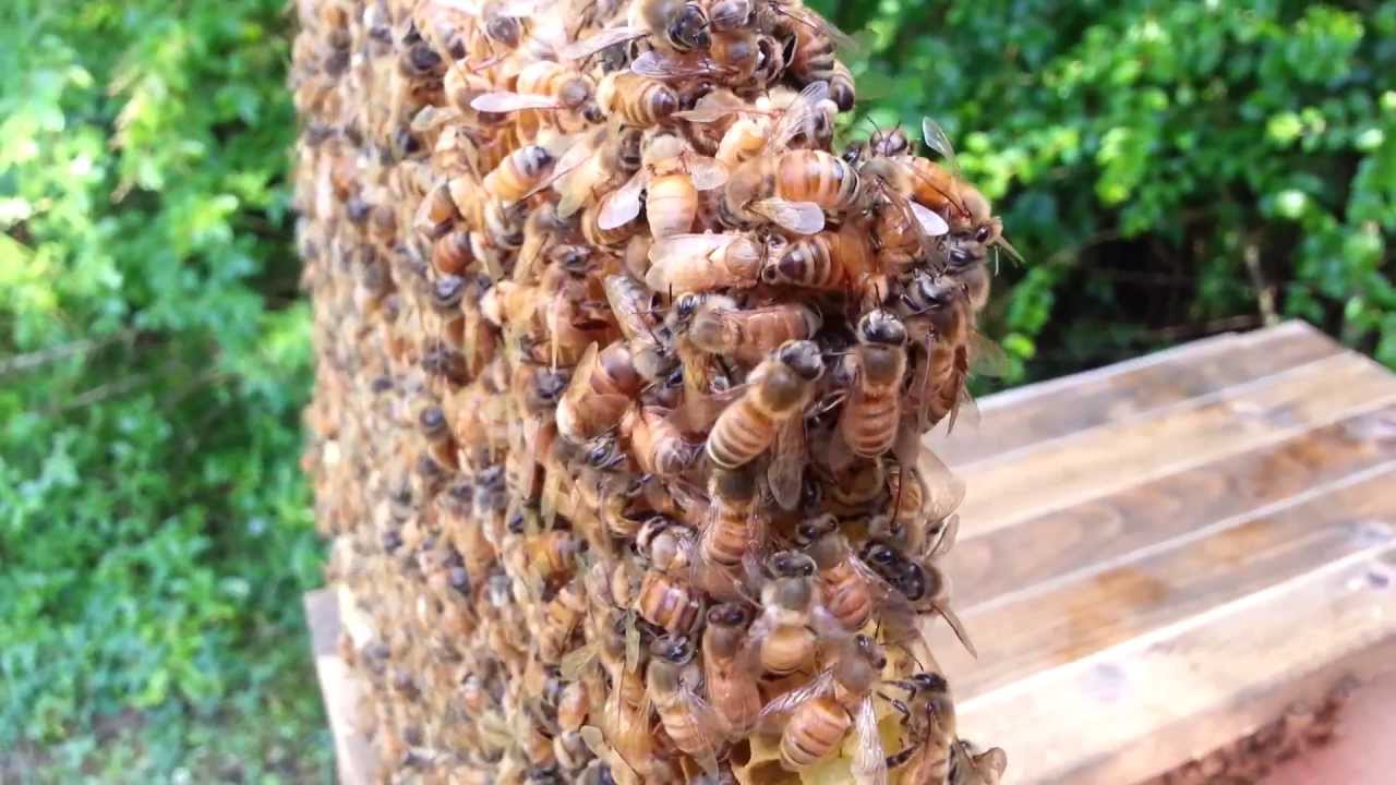 Honey Bee Queen Piping in cell, bees react by freezing in place. - YouTube