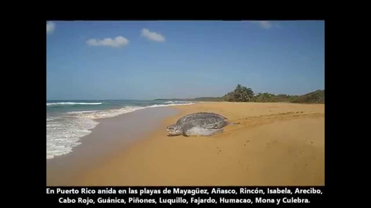Tinglar playa San Miguel - Luquillo, PR - Cuidad del Tinlgar - YouTube