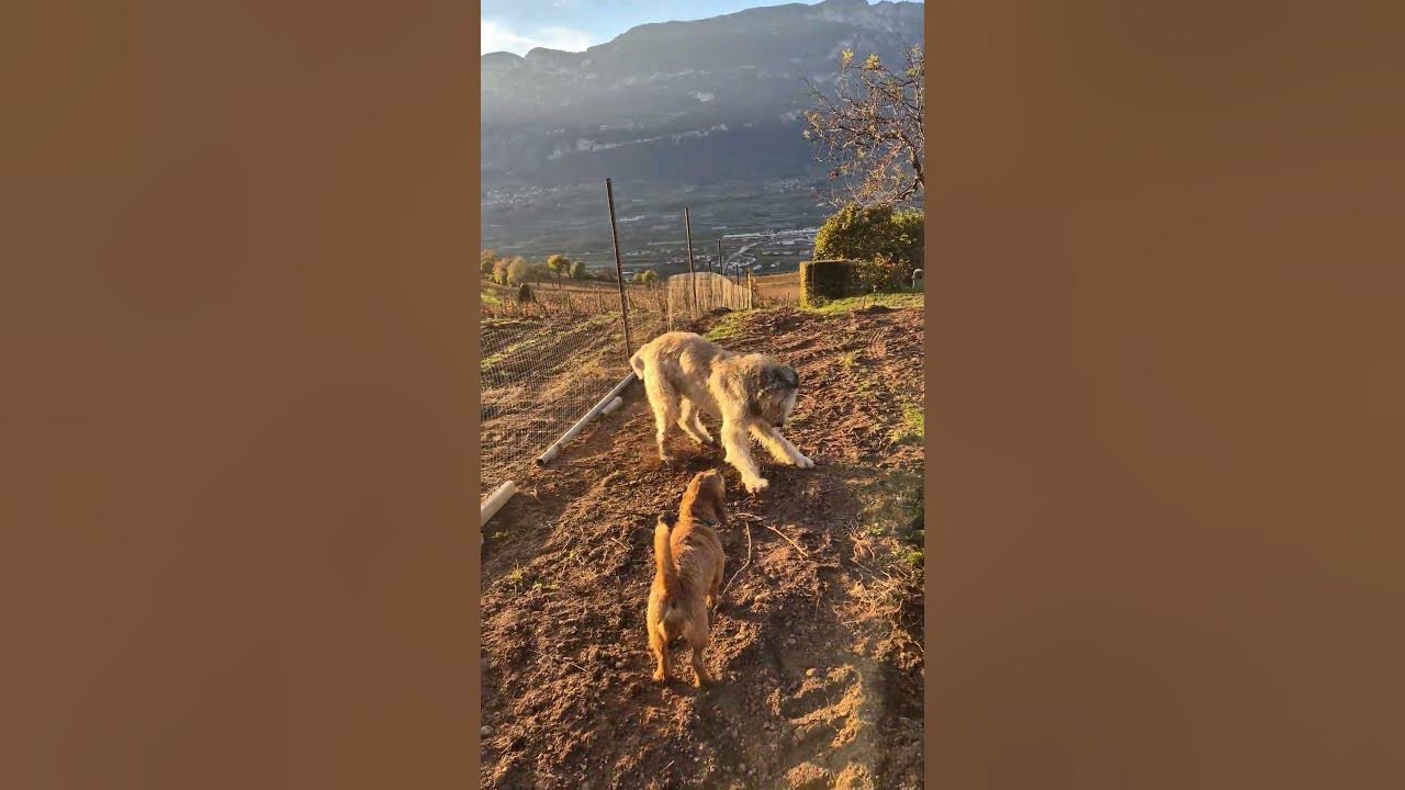 Playful Irish Wolfhound - YouTube