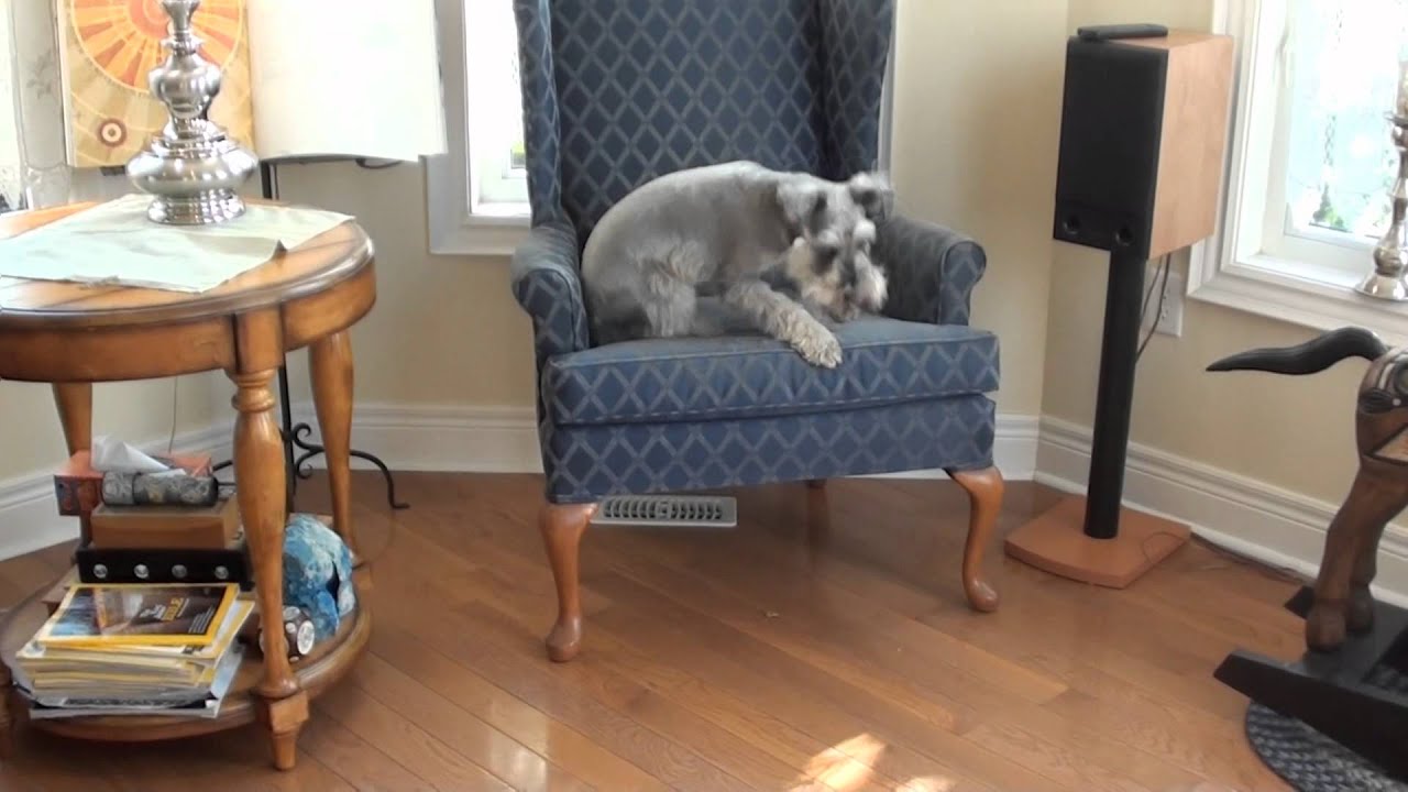 Oce #3 | Dubstep Dog - YouTube