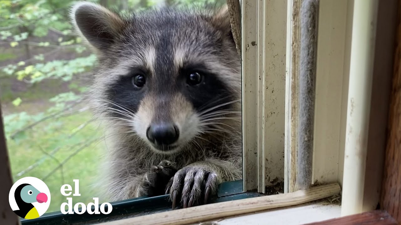 Una familia de mapaches visita la casa de esta mujer todos los días ...