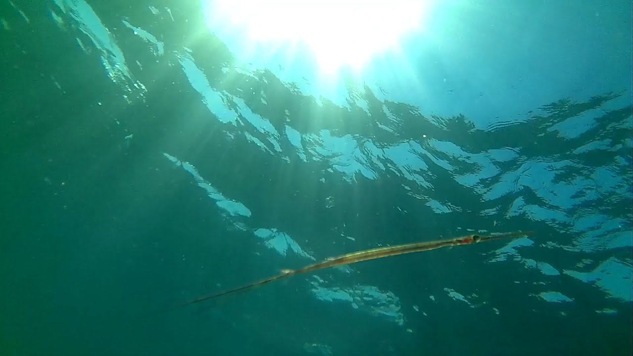 juvenile Cornetfish/ Flutemouth - YouTube