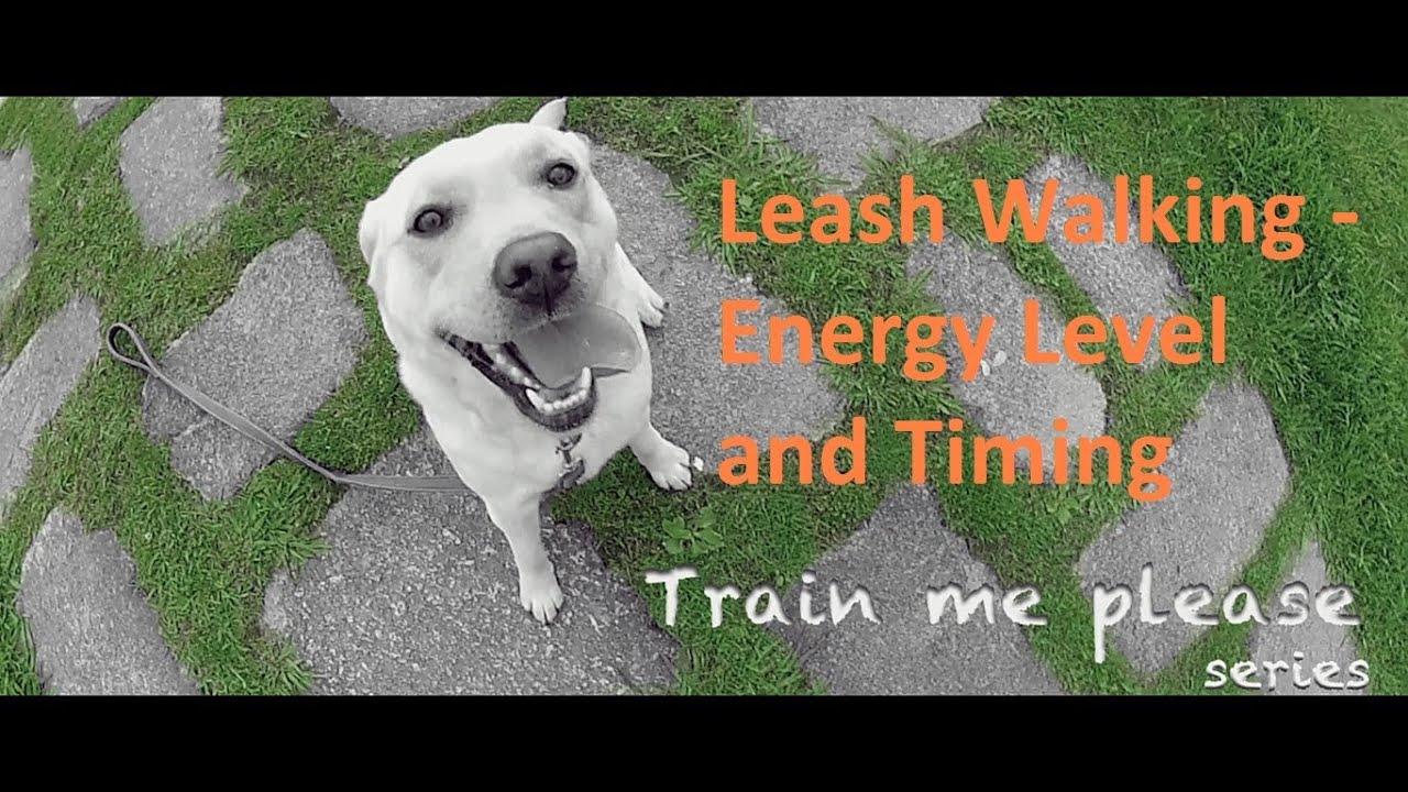 The dog energy level and how it relates to walking on the leash - TMP ...