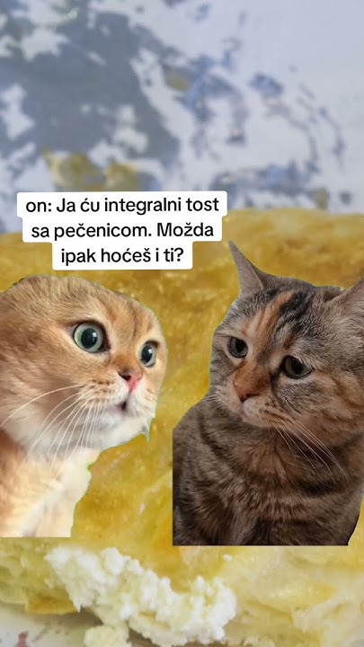 Smesne macke 26 😄 #smesniklipovi #smesno #smesnemacke #memesdaily - YouTube