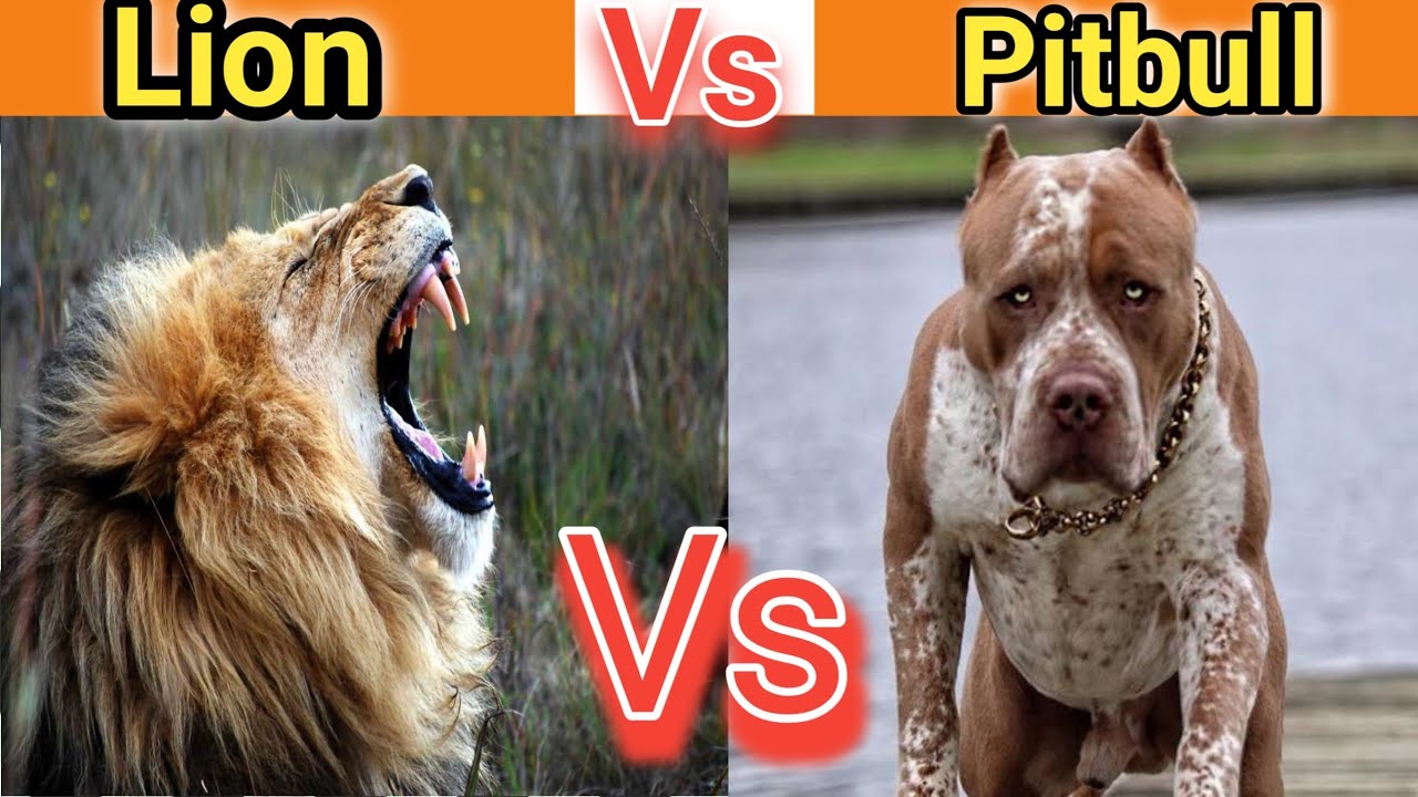 शेर और पिटबुल की लड़ाई में कौन जीतेगा | who would win🔥 in a pitbull vs ...