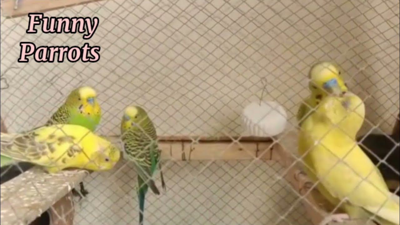 Smart And Funny Parrots | Parrot Talking Videos Compilation | Budgies ...