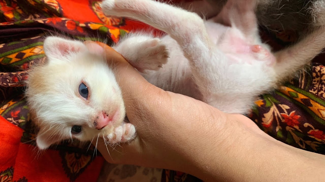 So Cute 2 Meowing Kitten | Cute Cat Video | Baby Cat videos - YouTube