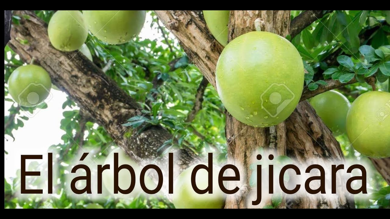 ¿CONOCES EL ÁRBOL DONDE SE EXTRAE LA JICARA DE MADERA? - YouTube