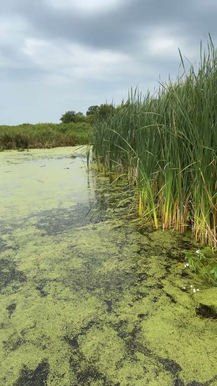 Beware of Iowa Marsh 🐊 #shorts #fyp - YouTube