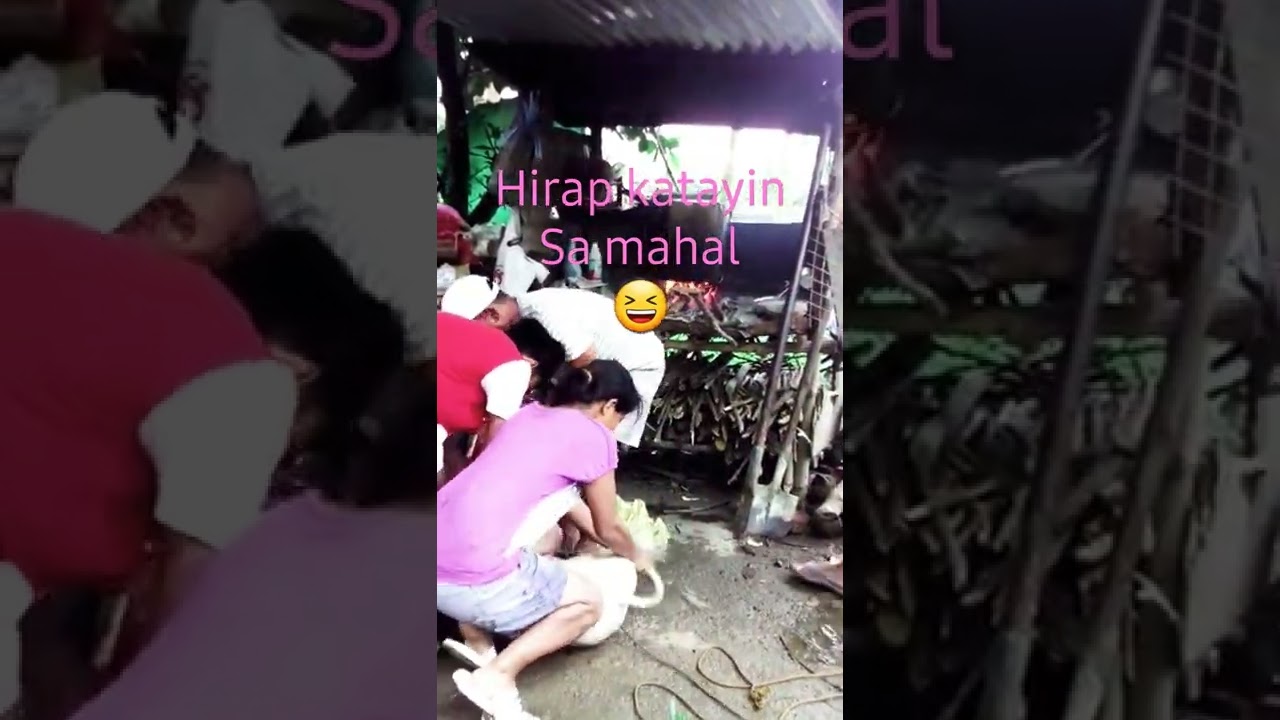 Magkatay pang handa sa fiesta 😁ONLY IN THE PHILIPPINES 😆 - YouTube