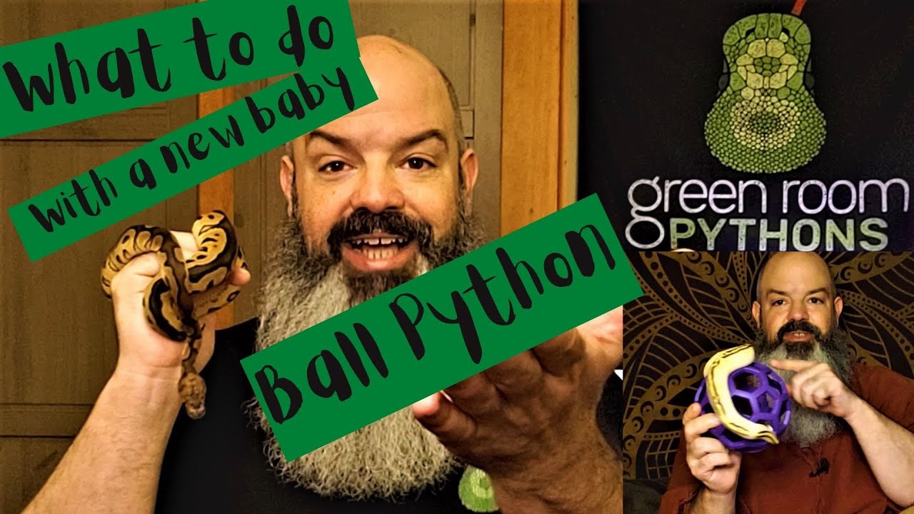 What To Do With Your New Ball Python YouTube What To Do With Your New Ball Python YouTube