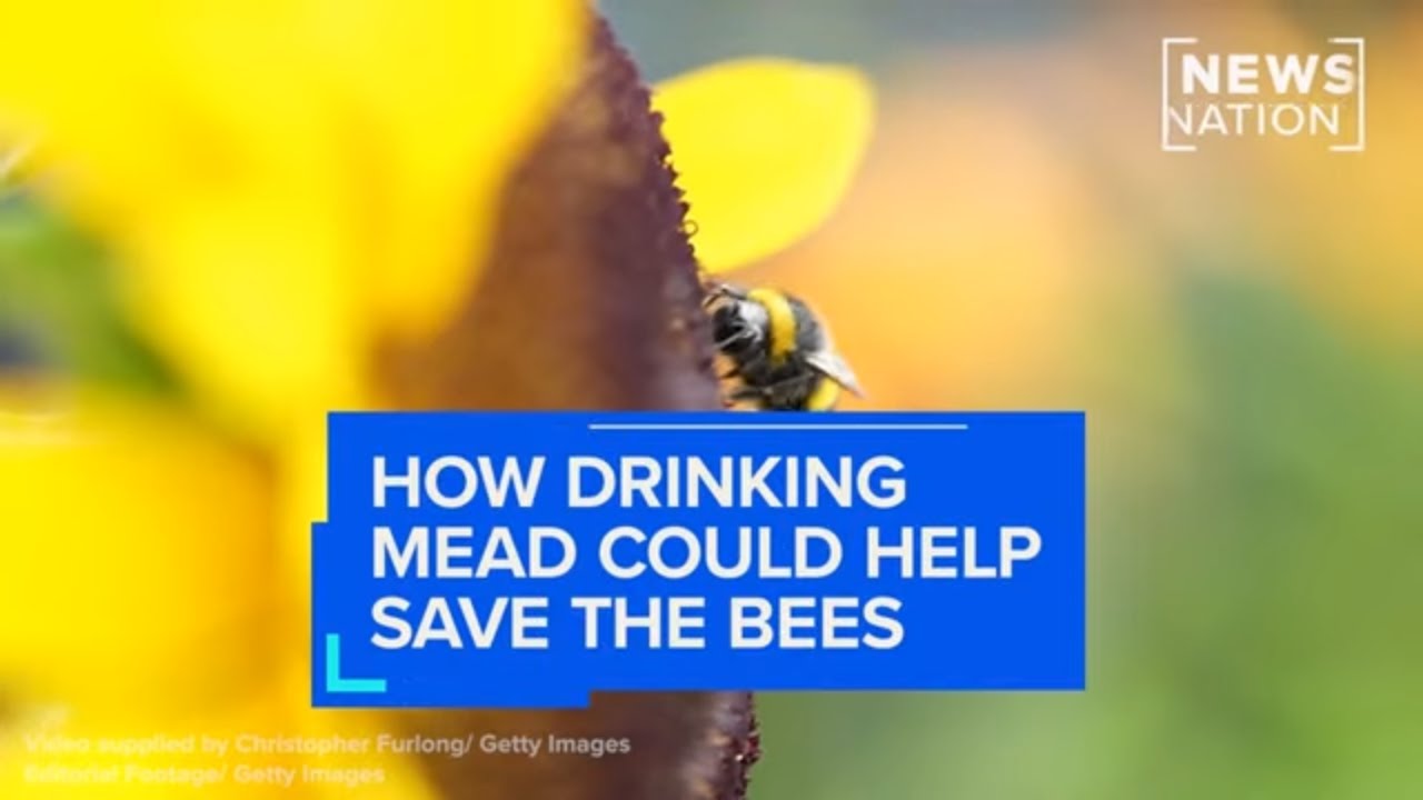 How drinking mead could help save the bees | NewsNation - YouTube